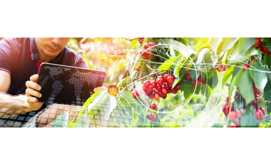 How the pandemic is shaping the future of global fruit production in ...