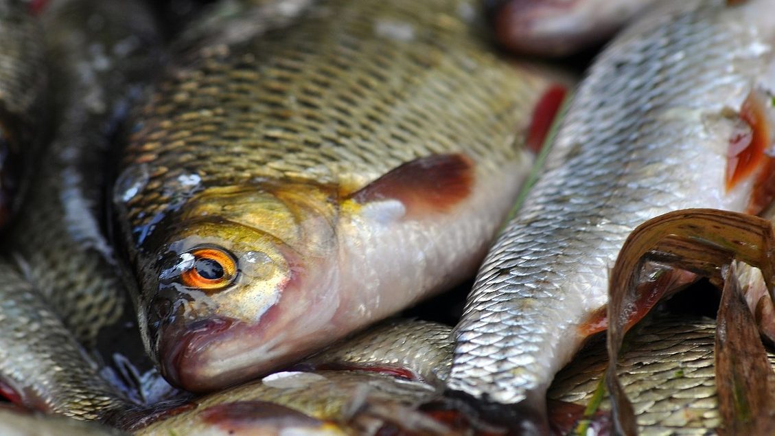 Fish Protein Hydrolysates to Gain Momentum in Animal Feed Applications ...