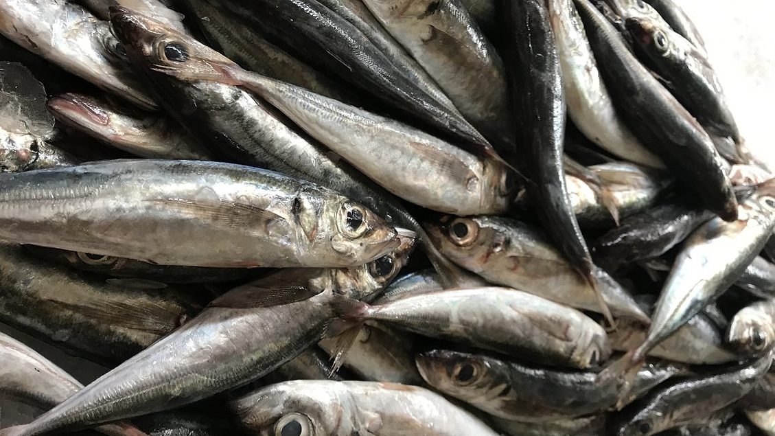 McKinisey & Co. Report Reveals Seafood Shortage | Food Engineering