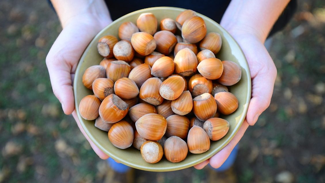 Ferrero to Invest $340,000 in U.S.-Grown Hazelnuts | Food Engineering