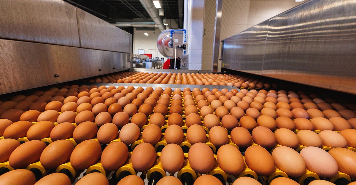 Laying a Model of Sustainability for Food Processing | Food Engineering