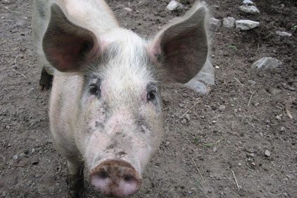 GE pig gets the axe | 2012-04-19 | Food Engineering